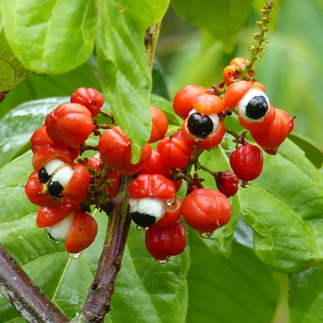 What Is Guarana? | Benefits & How To Use | WeightWorld